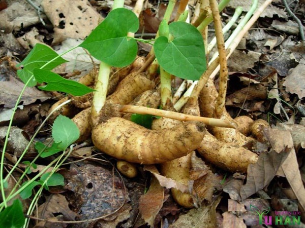 Những điều cần biết về thiên ma Hàn Quốc