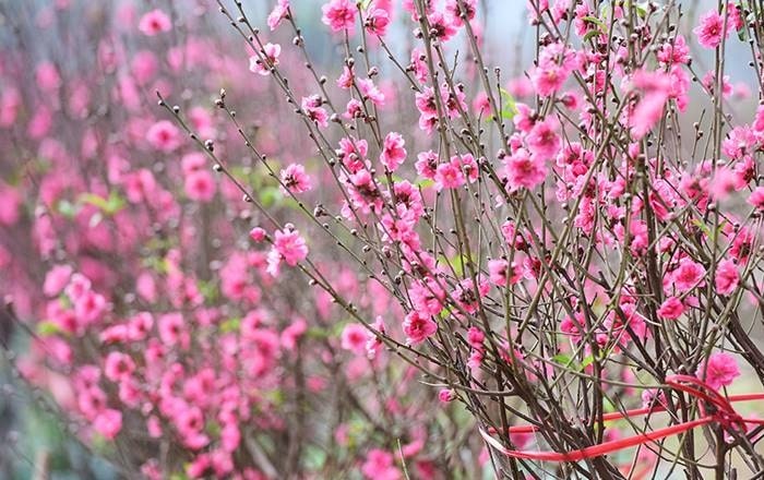 Những phong tục đón tết cổ truyền đặc trưng tại Việt Nam